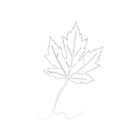 Premium Vector Maple Leaf Vector One Line Drawing Illustration