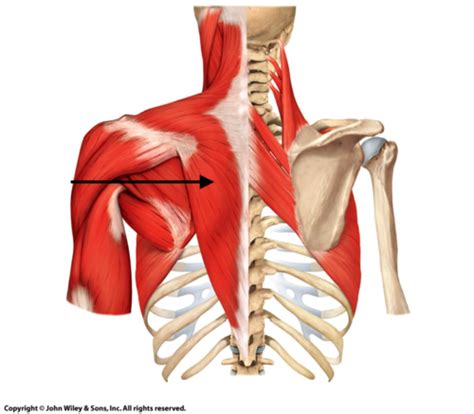 Muscles Of The Chest Shoulder And Upper Limb Lab 23 Flashcards Quizlet