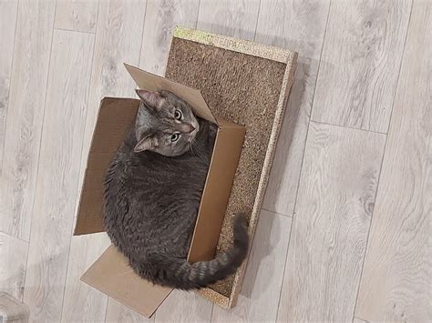 I 1 кот в коробке котэ прикольные картинки с кошками смешные картинки и другие приколы