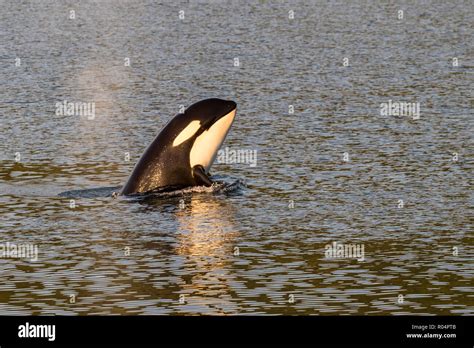killer whale calf orcinus orca spy hopping at sunset near point
