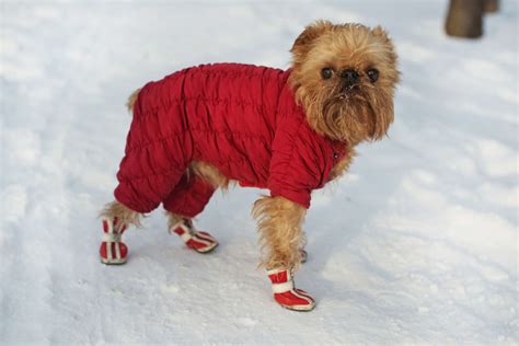 5 Tips To Keep Your Dog Safe During A Blizzard The Dodo