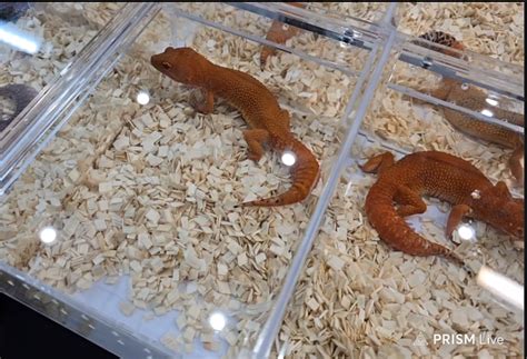 파이리 치지직 에펨코리아