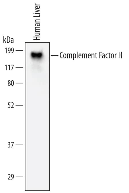 Human Complement Factor H Antibody Mab4779 Bio Techne