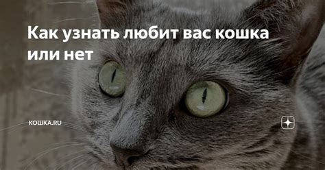 Как узнать любит вас кошка или нет Кошка Ru Дзен