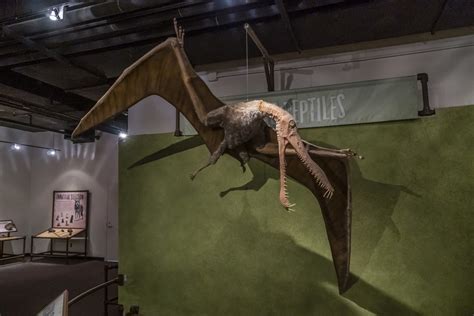 100 Million Year Old Bones Reveal New Species Of Pterosaur