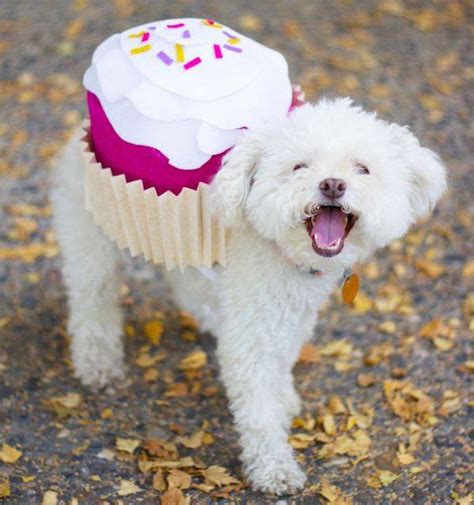 Last Minute Ways To Support National Cupcake Day™ For Spca And Humane