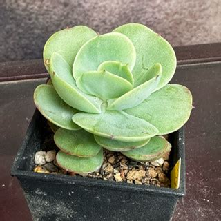 V99 桃之嬌 熊多肉植物3 24 蝦皮購物