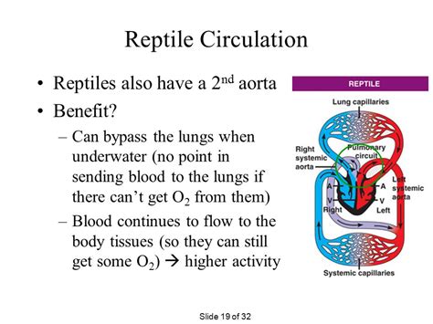 Reptile Circulatory System
