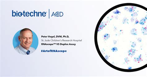 Advanced Cell Diagnostics Acd On Linkedin The 2025 Art Of Rnascope