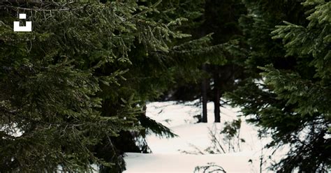 눈 위에 녹색 잎이 달린 나무의 사진 사진 Unsplash의 무료 숲 이미지