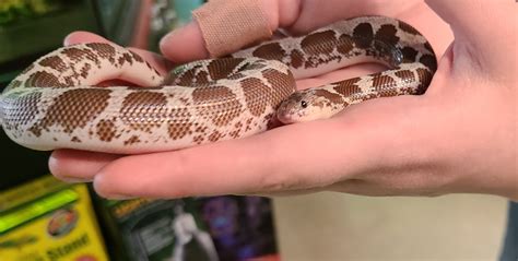 Adopted Eryx Colubrinus Kenyan Sand Boa Churro 2 3yrs