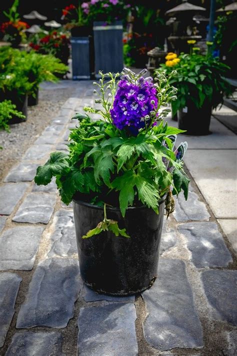 Delphinium Mix 2 Gal Gs