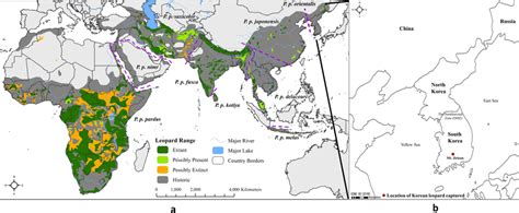 Distribution Map Of Leopard Subspecies And Sample Information A