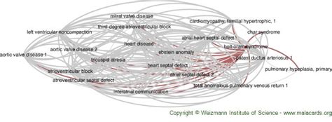Holt Oram Syndrome Disease Malacards Research Articles Drugs Genes