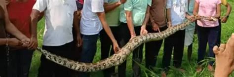 10 Feet Long Python Rescued From Lasadiya Region Of Udaipur