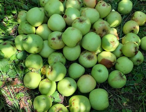 Mele In Trentino Un Pei Per Recuperare Quelle Danneggiate Terra E Vita