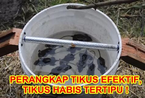 Ide Cerdas Membuat Sendiri Perangkap Tikus Sederhana Modal Ember