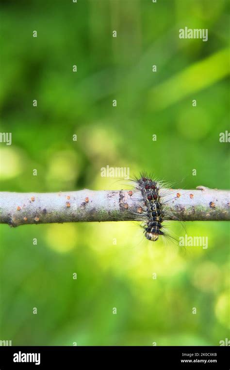 Gypsy Moth Quarantine