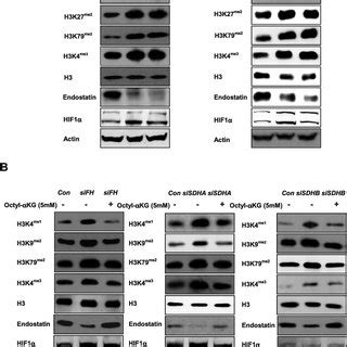 Fumarate And Succinate Increase Genome Wide Histone Methylations