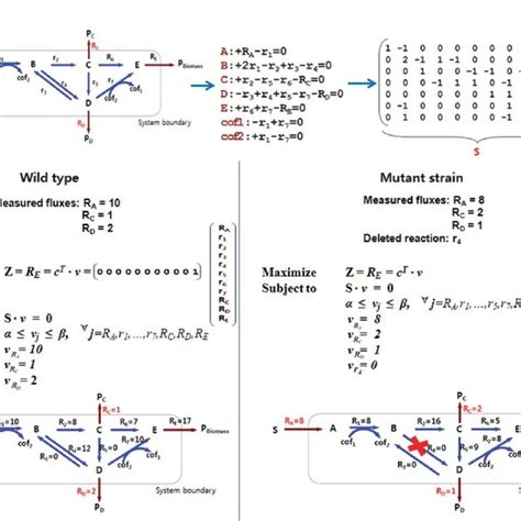 Construction Of Stoichiometric Matrix For A Model Metabolic Network And