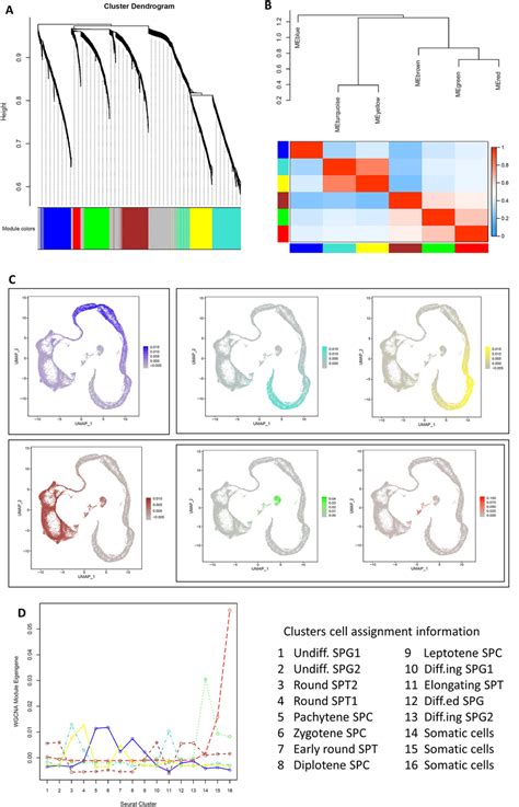 Weighted Gene Co Expression Network Analysis A The Clustering Download Scientific Diagram
