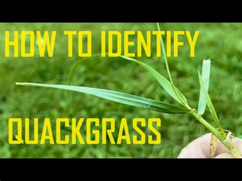Quackgrass Images