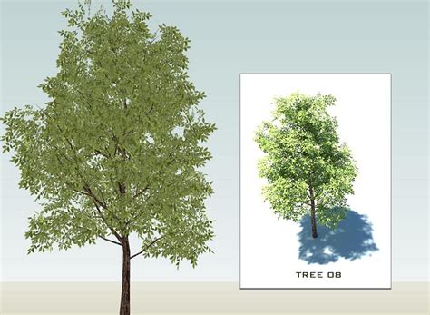 Sketchup 3d Trees Collection 1 By Sketchup Texture 55