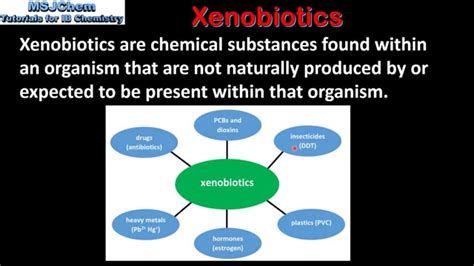 B 6 Xenobiotics Sl Youtube