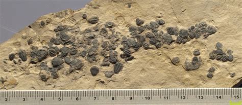 Row Cambrian Fossils