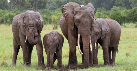 The Science Behind The Incredible Long Term Memory Of Elephants A Z