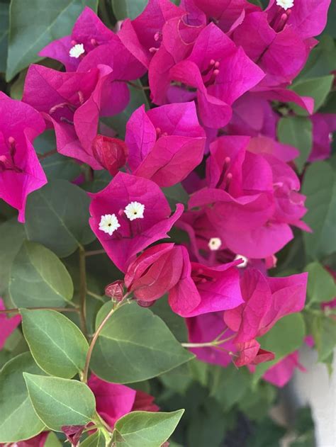 What Is This Amazing Flowering Bush In Phoenix Arizona R