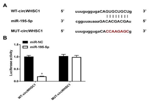 Circwhsc1 Directly Targets Mir 195 5p In Tc Cells A The Binding