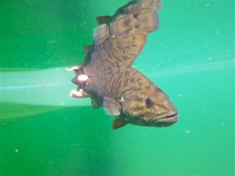 Topwater Smallmouth Bass Part1 Slip Stream Angling