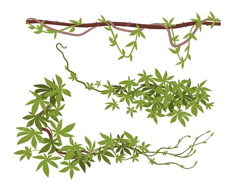 Premium Vector Rainforest Liana Vines Jungle Liana Plants Tropical