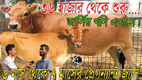 ৩৬ হাজার থেকে শুরু।৬ মাস থেকে ৭ মাসের প্রেগন্যান্ট জার্সি।জার্সির খনি