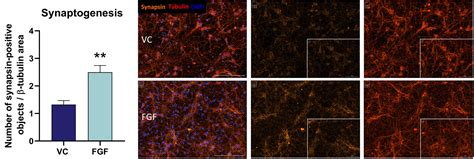Synaptogenesis Scantox