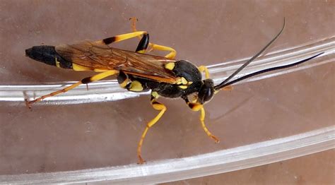 Ichneumon Xanthorius