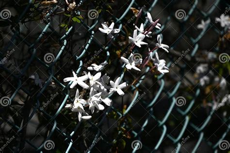 Pink Jasmine Jasminum Polyanthum Flowers Oleaceae Evergreen Vine