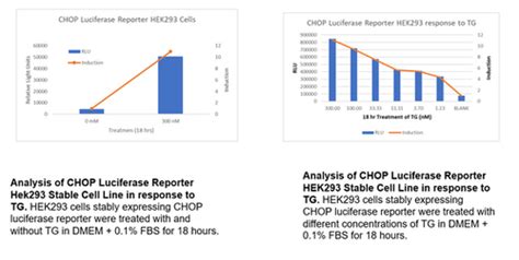Chop Luciferase Reporter Hek293 Stable Cell Line 2 Vials Signosis
