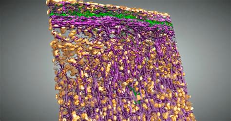 Art Of Science Roots Of Knowledge WEHI