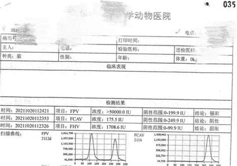 现在开庭｜网购的宠物猫患有猫瘟，法院判决卖家赔9000余元宠界新闻