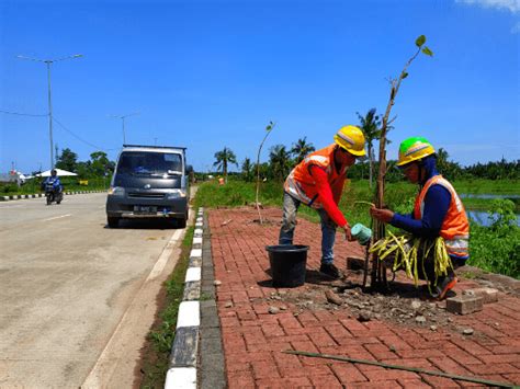 Jual Pohon Palem Putri Tinggi 2 Meter Bibittanamanid