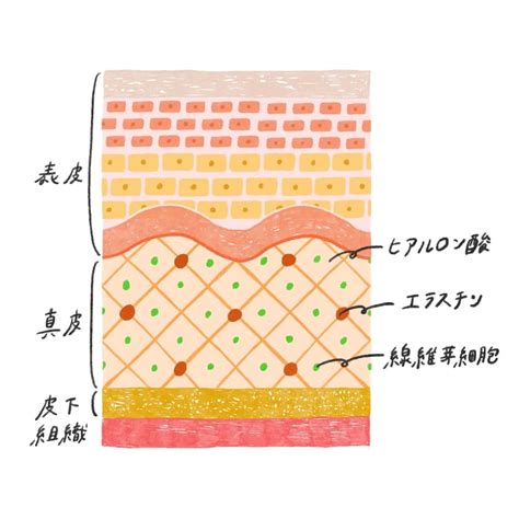 正解は？ エラスチンってどこにある？【美容ミニクイズ】vol23【美容ミニクイズ】｜美容メディアvoce（ヴォーチェ）