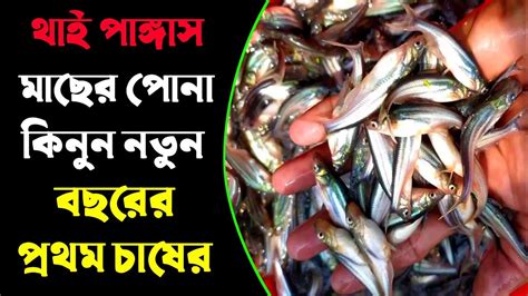 থাই পাঙ্গাস মাছের পোনা কিনুন নতুন বছরের প্রথম চাষের 01728202429 Youtube