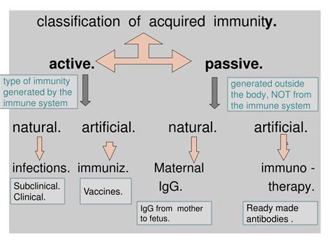 Ppt Immunity To Infections Powerpoint Presentation Free Download Id 1789676