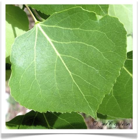 Quaking Aspen Leaf Boulder Tree Care Pruning Tree Removal Services
