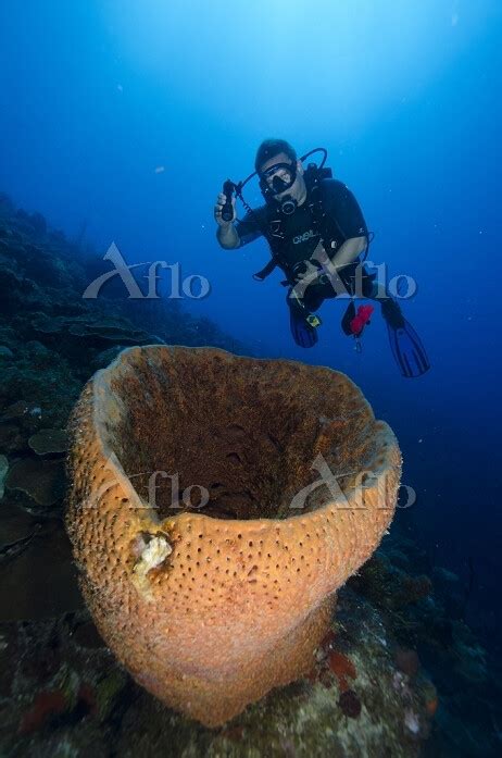 タークスカイコス諸島 20982980 の写真素材 アフロ