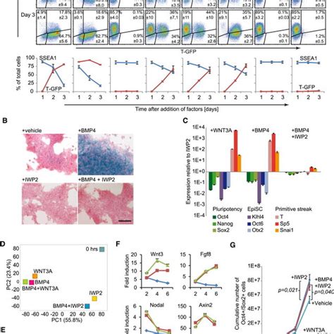 Bmp4 Induces Both Wnt Dependent And Wnt Independent Differentiation