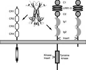 Trk Receptors Roles In Neuronal Signal Transduction Pdf Download Available