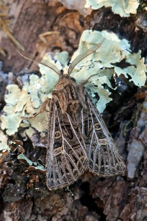 246.Бабочки.22.Совки.Noctuidae. | Flickr